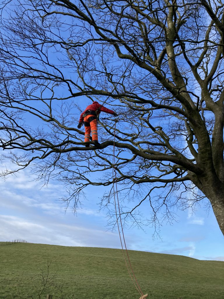 NPTC Tree Climbing and Aerial Rescue | Wear Forestry Training